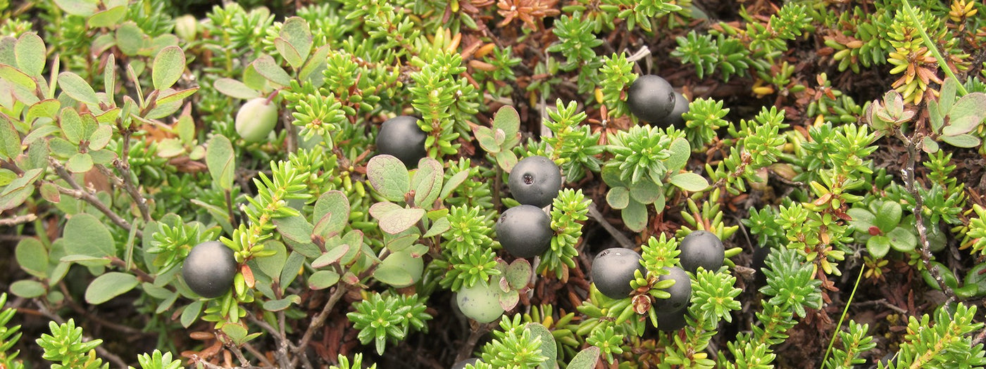 Signé Local - Vitrine du fait au Québec